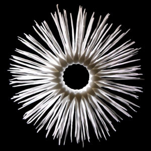 ‘Corona Formations’ – Chris Wight – Artist in Bone China